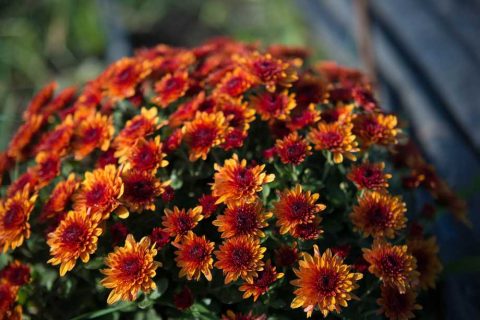 7 plants for a colourful autumn garden - Worcester Timber Products